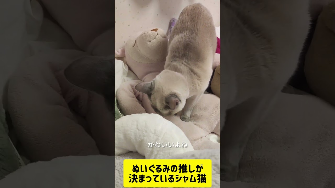 推しのぬいぐるみがいるシャム猫#shorts #シャム #cat #ねこ #ねこのいる暮らし - WACOCA PETS