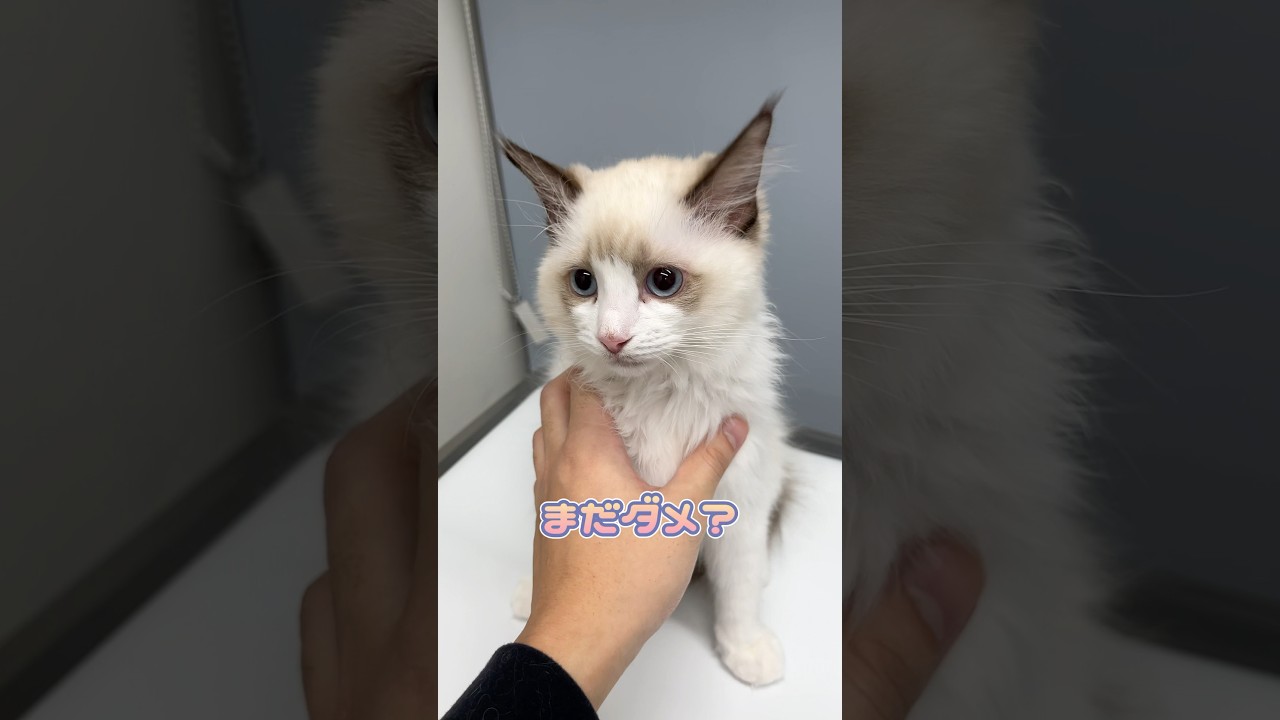 採血されて早く帰りたそうなラグドール - WACOCA PETS