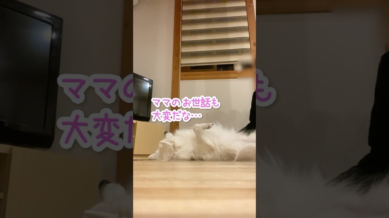 空気読んでもふられる大人な日本スピッツ犬 #shorts #スピッツ犬 #癒し動画 - WACOCA PETS