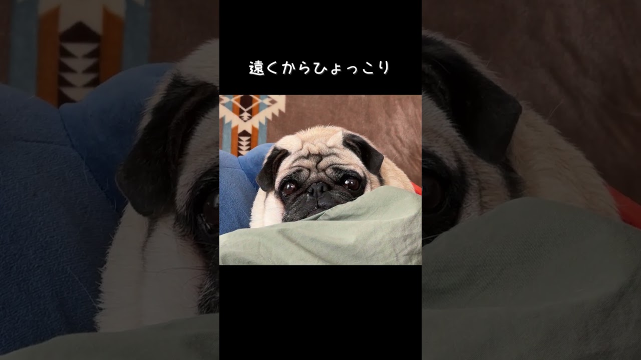 ひょっこりパグ犬 - WACOCA PETS