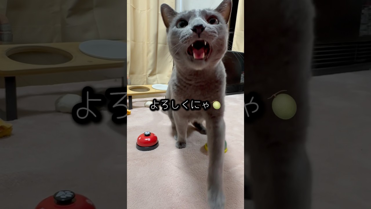 【ロシアンブルー】めろん2月スタートのベル押し🛎️テキトーすぎ🫢【猫】#shorts - WACOCA PETS