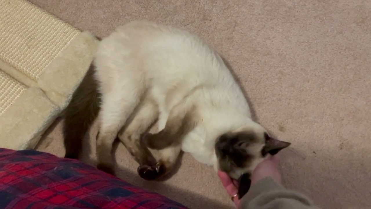 Meet Stacey a Siamese currently available for adoption! 2/1/2025 6:57:26 PM - WACOCA PETS