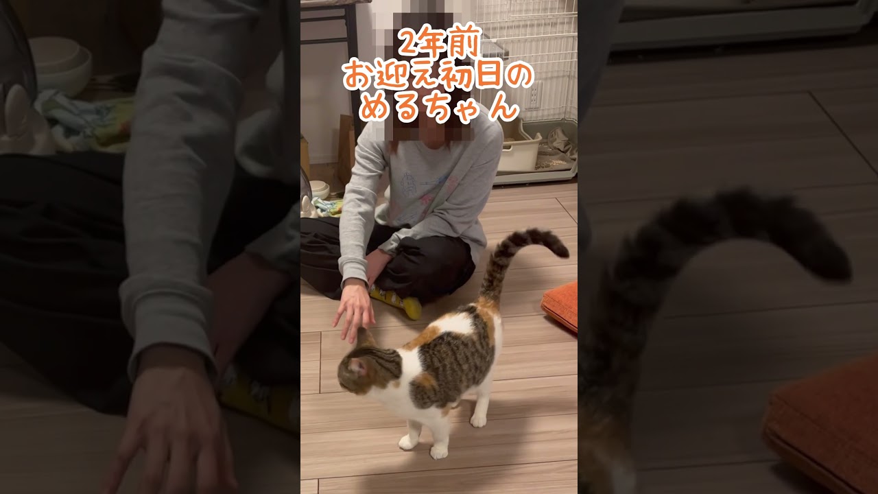 2年ですごく変わったね…ww #猫 #ねこ #スコティッシュフォールド #shorts #保護猫 - WACOCA PETS