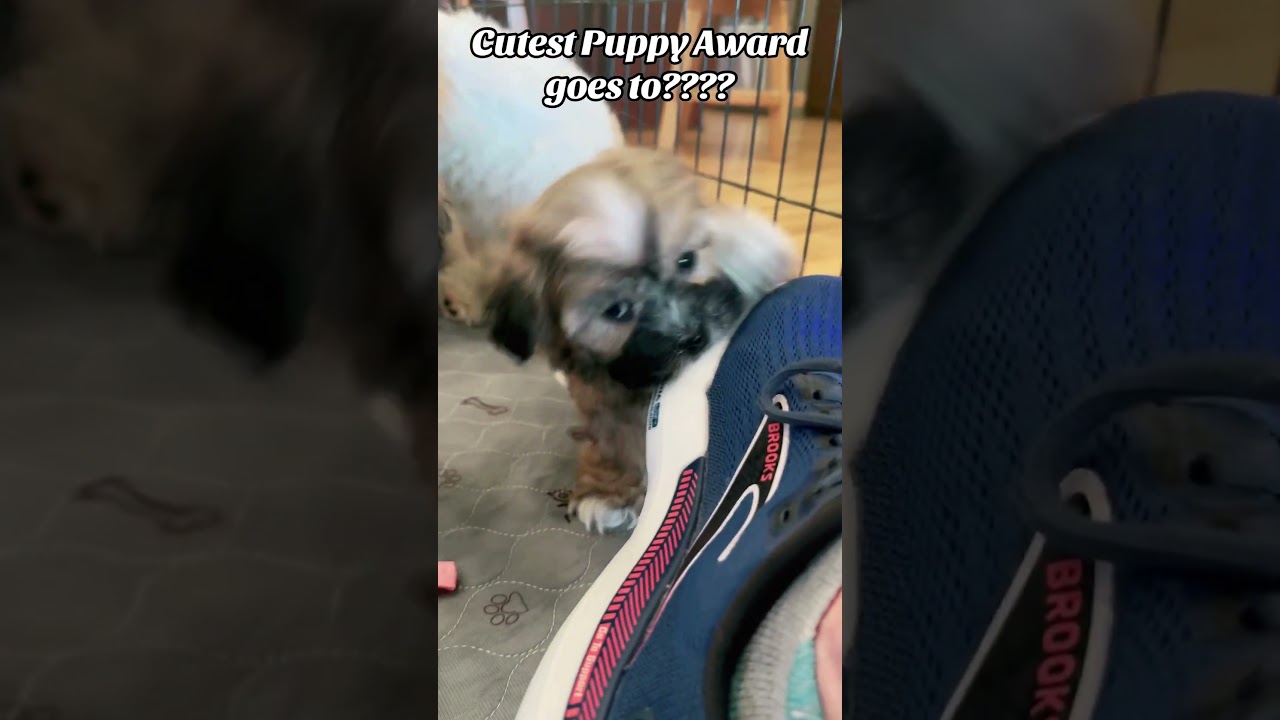 February 5, 2025 - WACOCA PETS