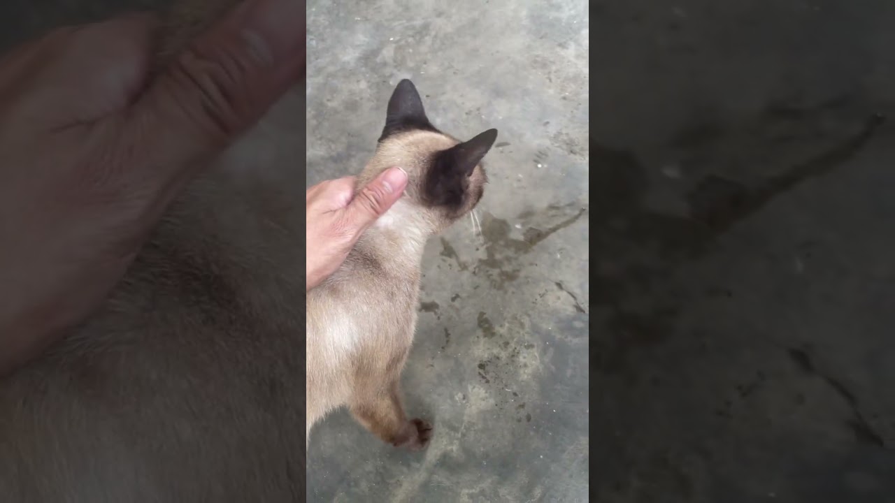 Siamese Cats Behavior - WACOCA PETS