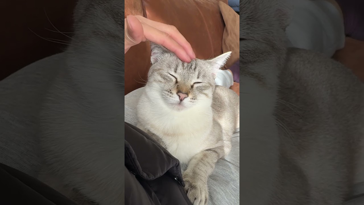 ゴロゴロ猫 #シャムトラ #元保護猫 #シャムミックス #cat #猫耳 #kitten #猫耳 #siamesemix - WACOCA PETS