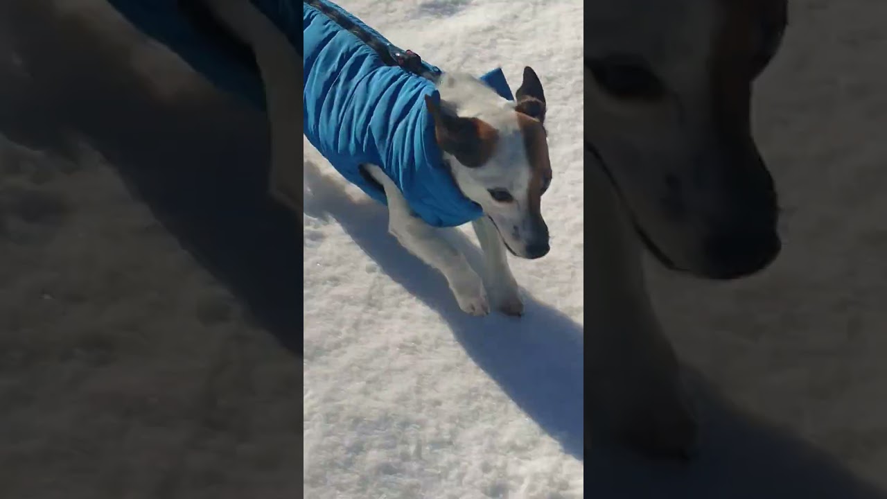 Jack Russell Terrier Treisy and Azzuro. ️ - WACOCA PETS