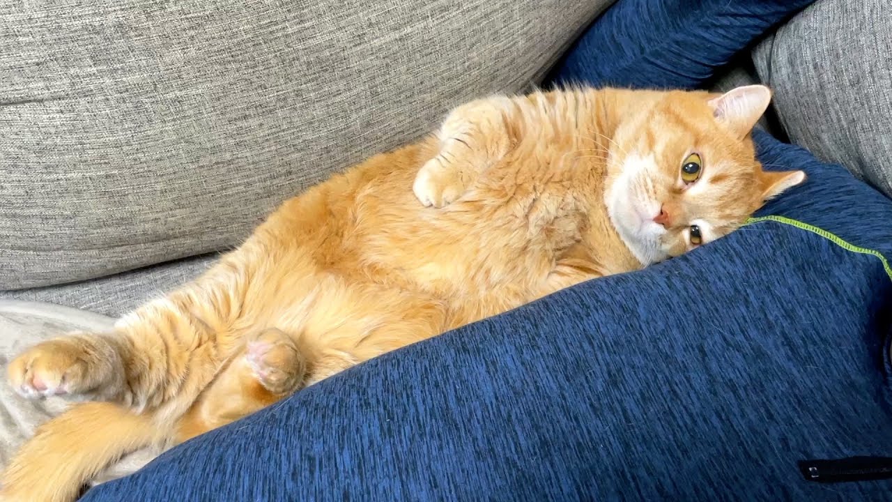 パパのぽっちゃりお腹に挟まれるのが心地いいプリン - WACOCA PETS