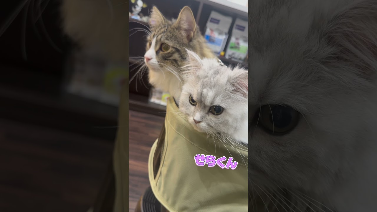 【アテレコ】自分より大きな生き物にも物怖じしないメインクーン#猫 #多頭飼い #メインクーン - WACOCA PETS