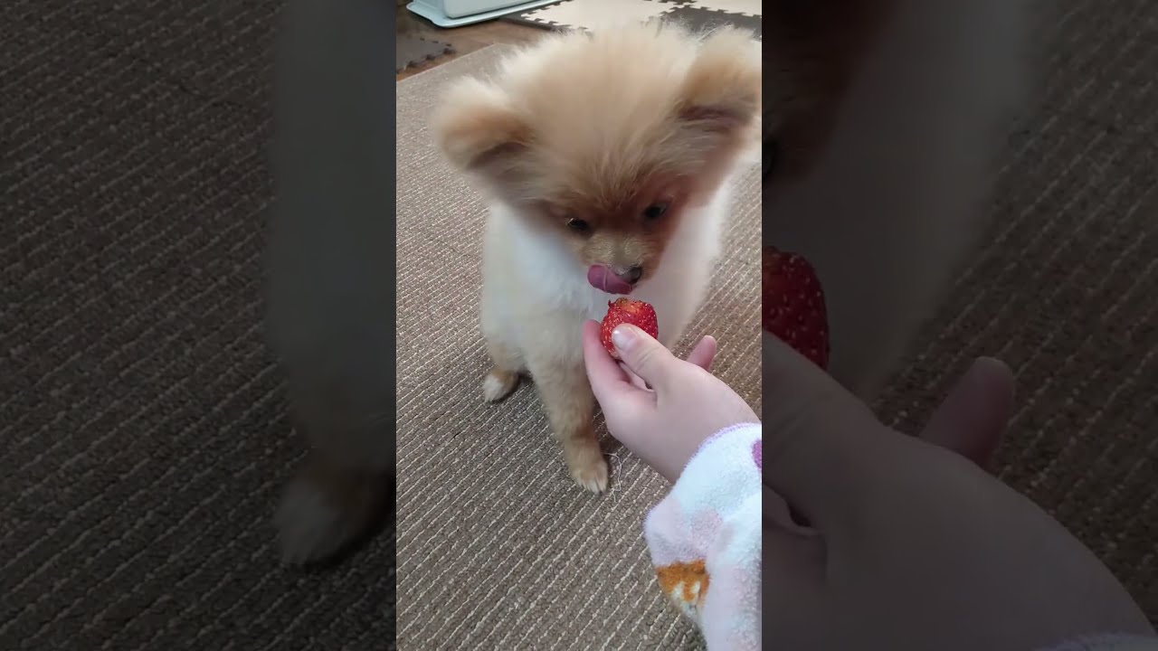 ポメラニアン① - WACOCA PETS