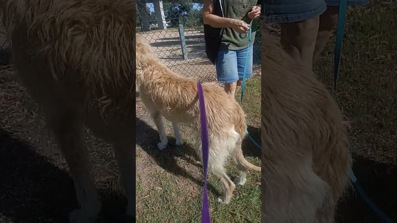 Leash reactive Mini Schnauzer makes friends with Brody, Australian Staghound outside dog park ...