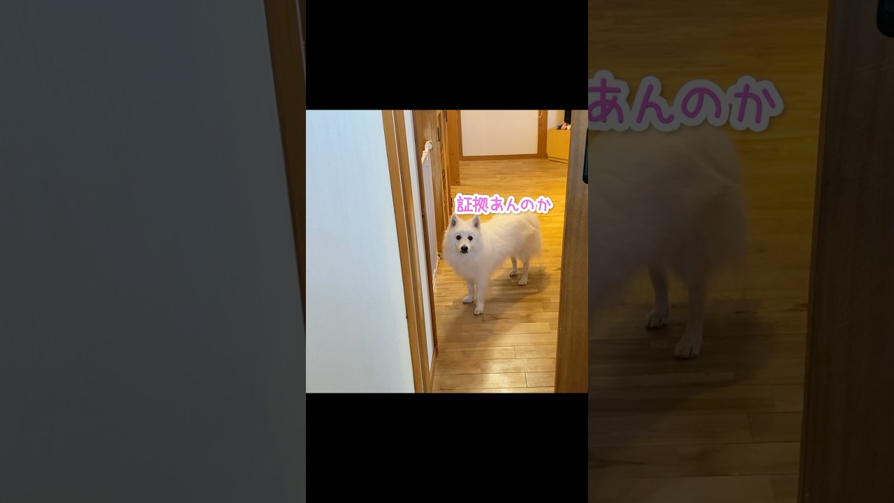 100%犯人なのにぬるい謝罪しやがる #日本スピッツ #イタズラ #shorts - WACOCA PETS