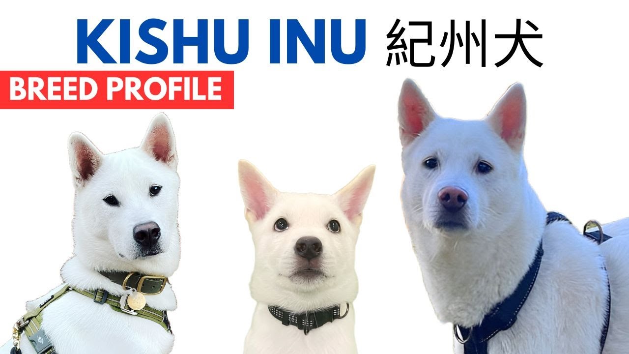 Kishu Inu Breed Profile History - Price - Traits - Kishu Dog 紀州犬 Grooming Needs - Lifespan ...