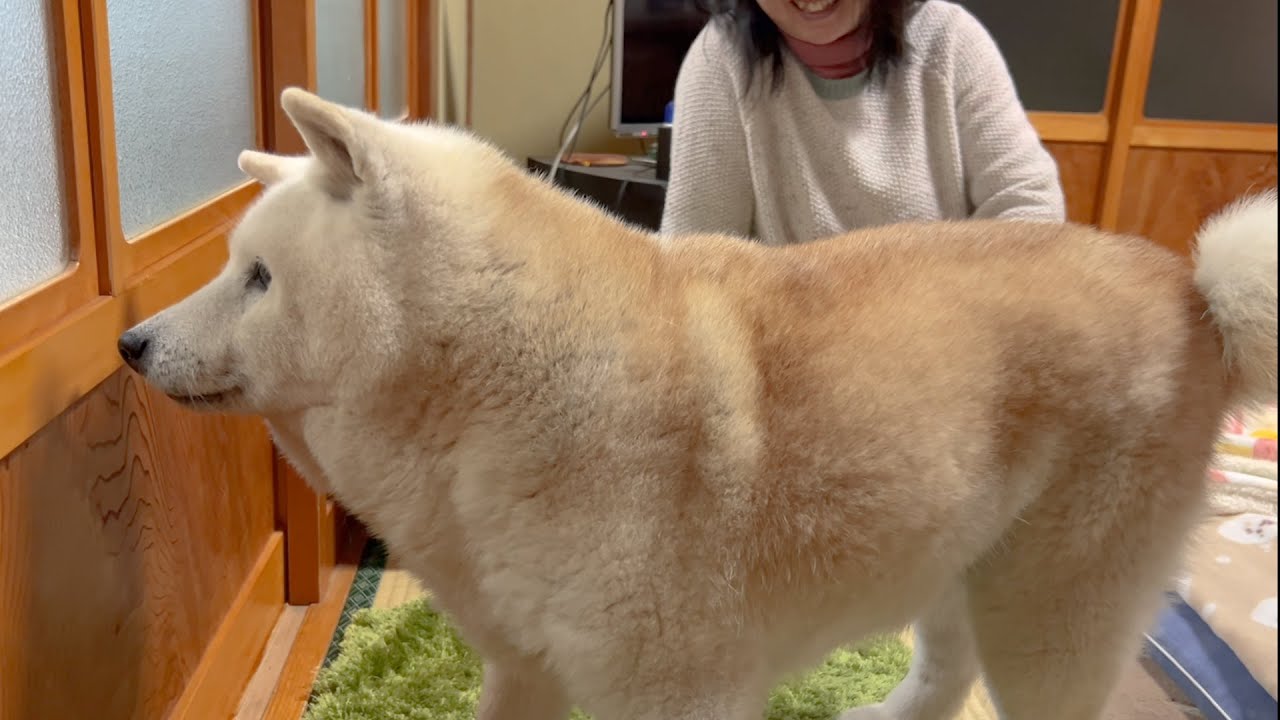 100日に1度訪れる絶好調日の柴犬、ファイティングポーズで白い獣を待ち構えツンデレを大爆発させる - WACOCA PETS