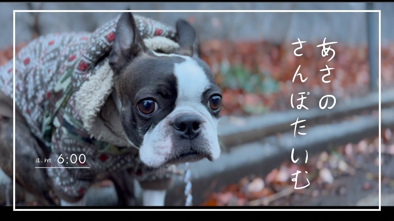 【ボストンテリア ボステリ】青い瞳のネロ あさのさんぽたいむ 2025.3.4 - WACOCA PETS