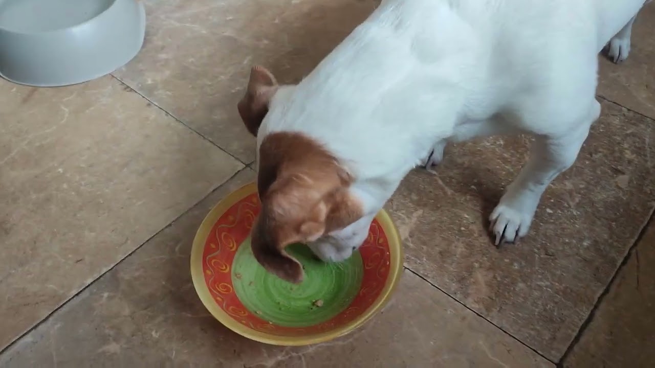 MUKBANG. Jack Russell Terrier Treisy and Azzuro. - WACOCA PETS