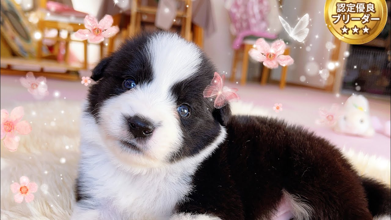 葡萄ママとマシュマロパパの8番オス、可愛いボーダーコリーの赤ちゃん - WACOCA PETS