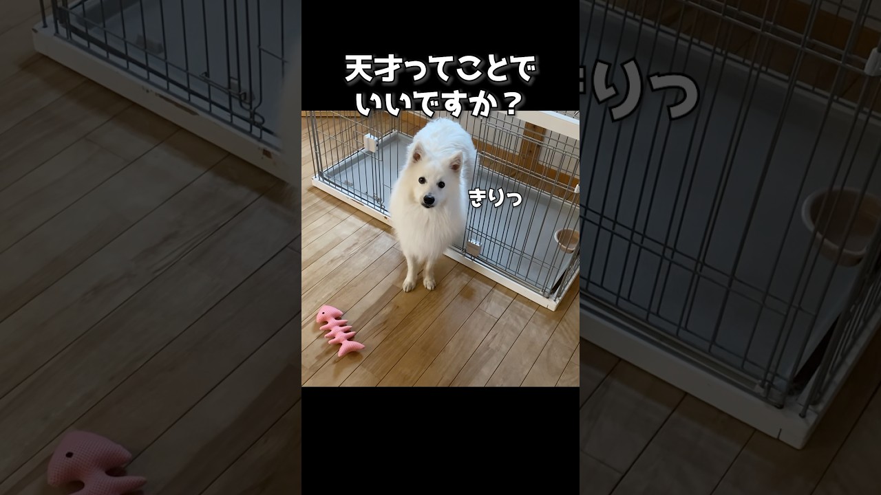 うちの犬がハウスを極めすぎた結果 #日本スピッツ #しつけ #shorts - WACOCA PETS