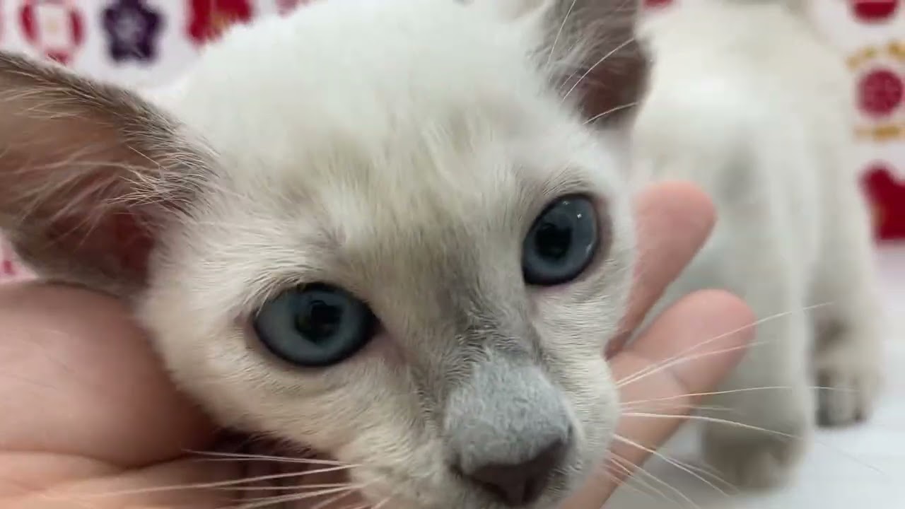 HN240401 トンキニーズ - WACOCA PETS