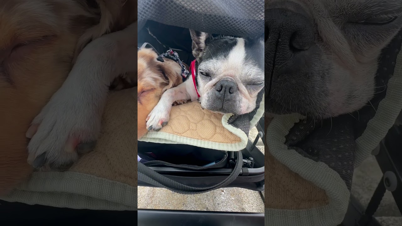 シニアのボストンテリアははしゃいだら、すぐ休憩します。【ボストンテリア】【うめ】 - WACOCA PETS