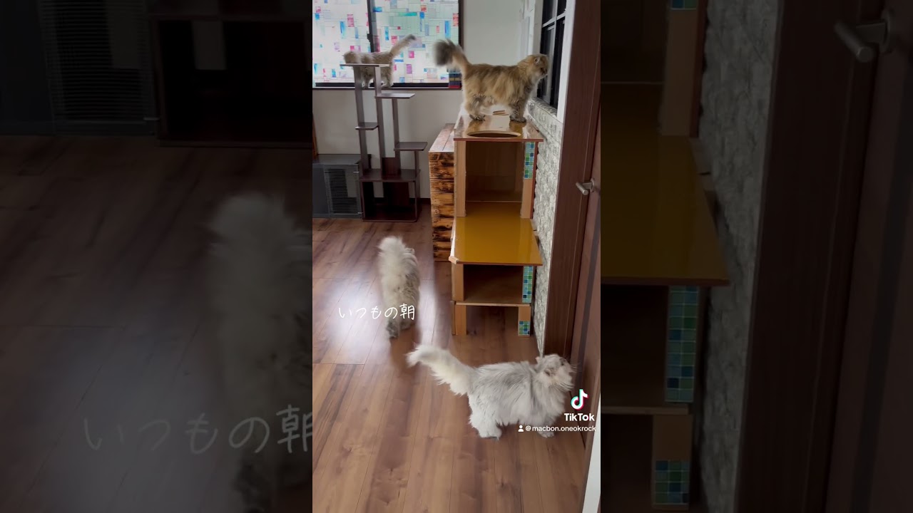 ニャンコとワンコのいつもの朝☀️ #cat #ペルシャ #猫好きさんと繋がりたい #猫愛好家 #ねこのいる生活 #猫動画 - WACOCA PETS