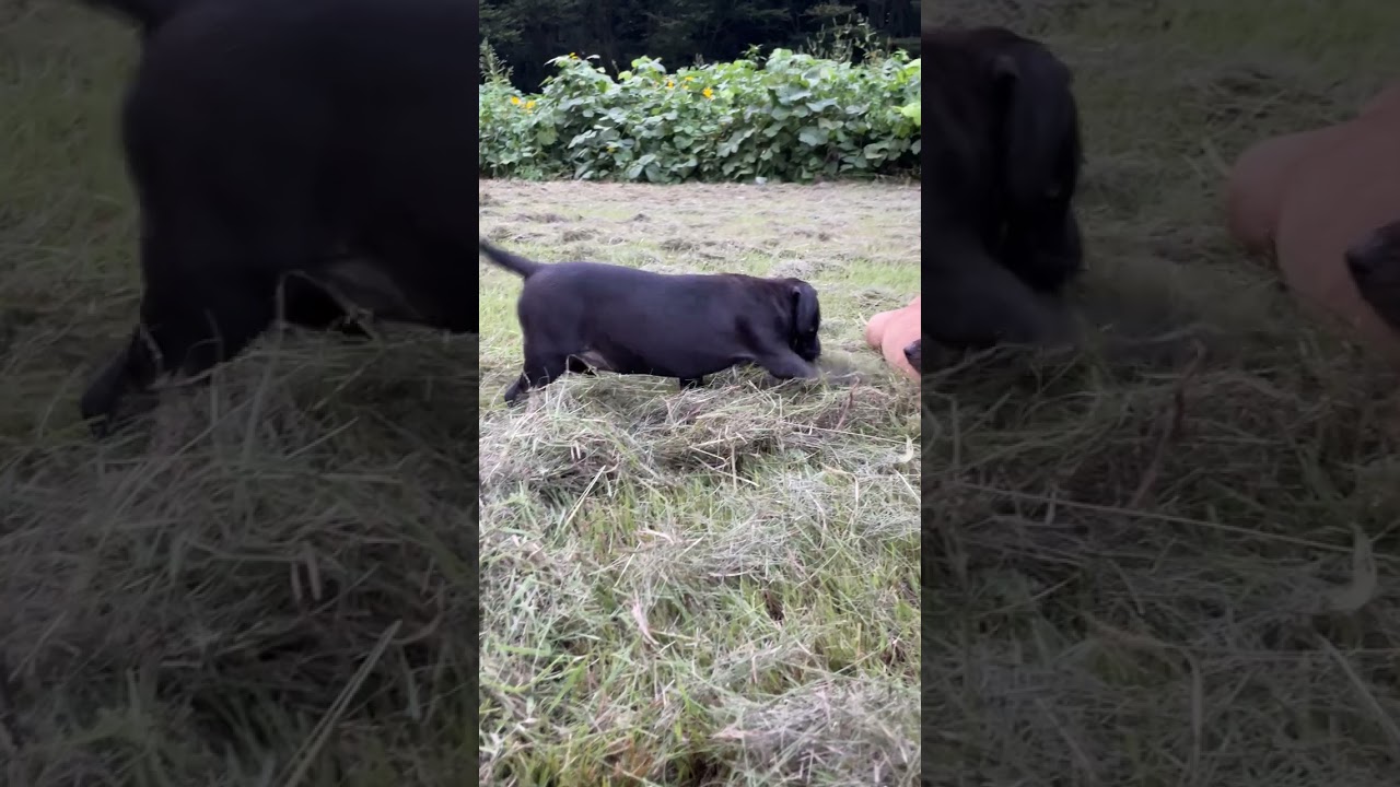 アメリカンピットブルテリア 血統優秀！ ショースペック ヤンキーテリア スタンダードピット マボガニ - WACOCA PETS