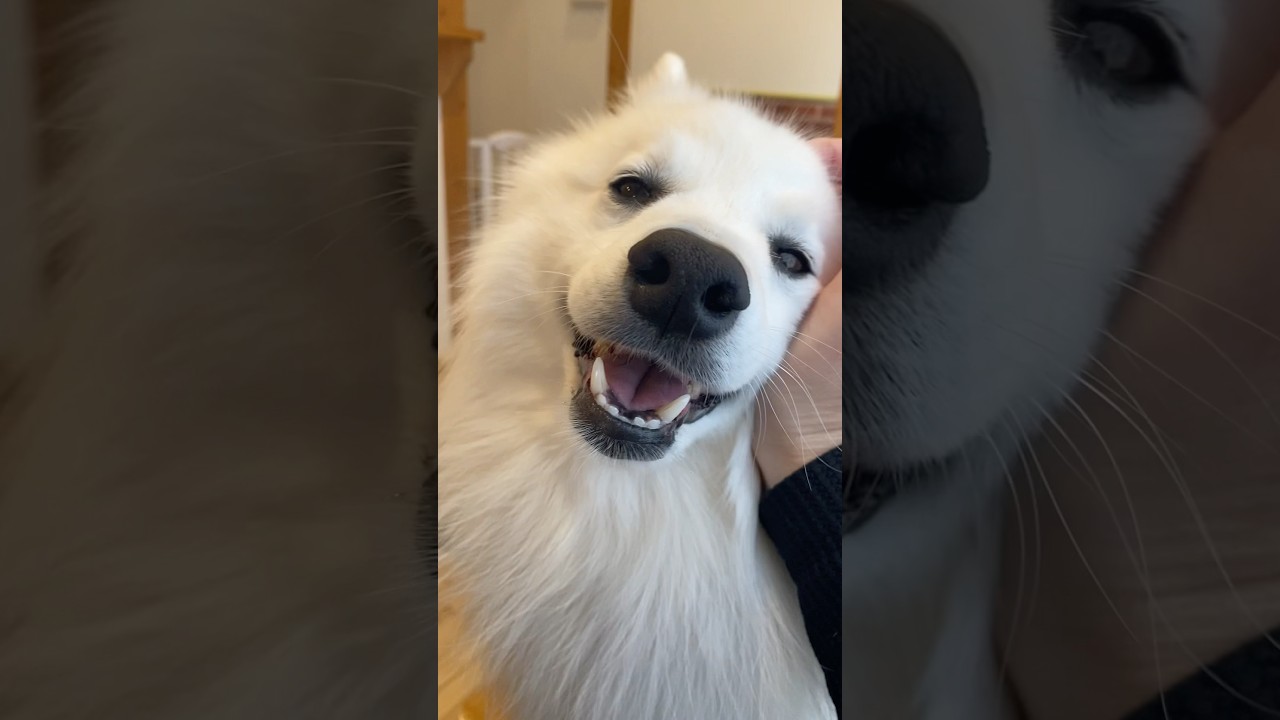 自由ダーーーー！ #shorts #日本スピッツ #明日の私に幸あれ #犬 - WACOCA PETS