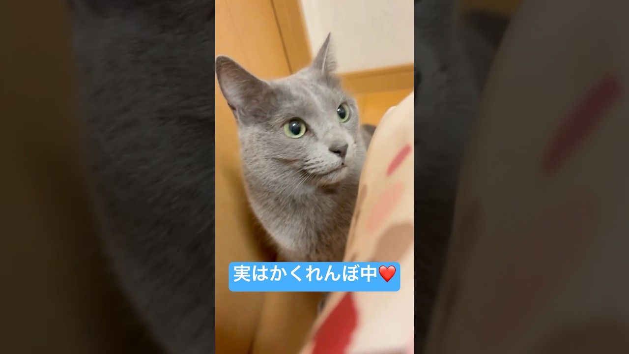 【猫ロシアンブルー】そらちゃん ️隠れんぼ中 ️見つけてね ️#shorts - WACOCA PETS