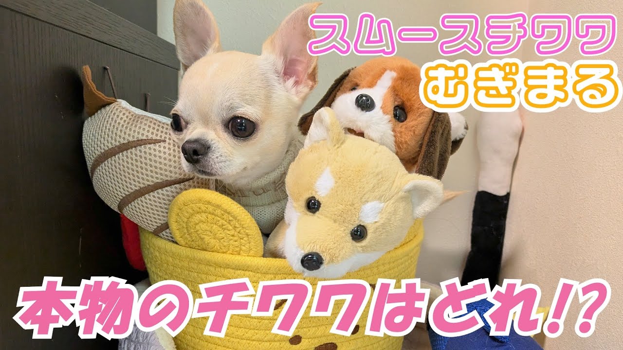 【スムースコート チワワ】独り占めしたいチワワ（#22） - WACOCA PETS