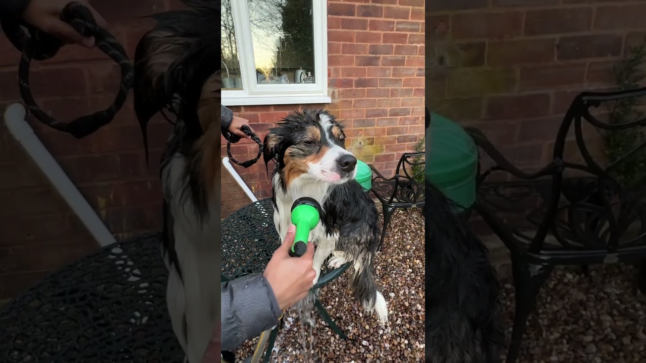 So impressed! #dog #dogshorts #doggielife #bordercollie #dogsvideo ...