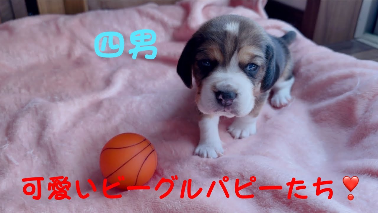 [ビーグル]共同育児まであと少し‼️&いつもと変わらない可愛いパピーたち🩷(ルビー) - WACOCA PETS
