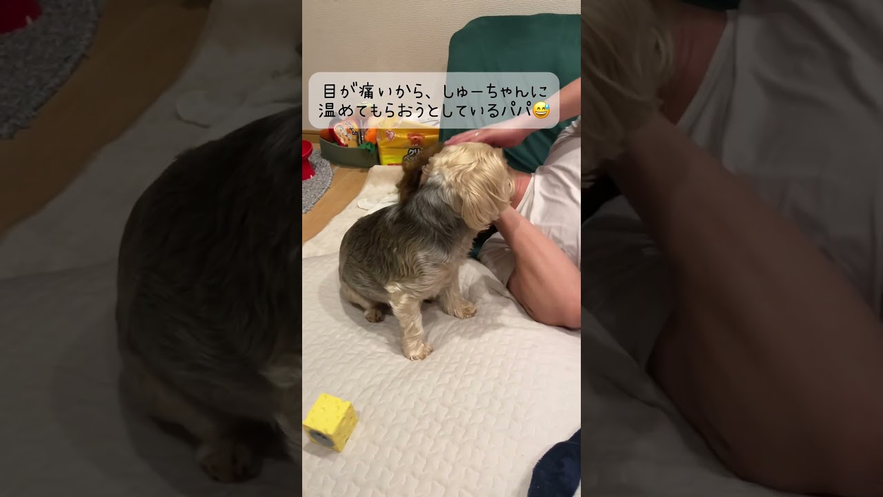 パパの要望に応えようとしてくれる愛犬が可愛い。 #ヨーキー #yorkshire_terrir #犬 #dog - WACOCA PETS