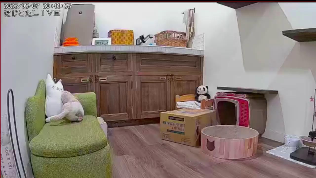 2025/5/7（水） にじこたL＝R のLIVE配信（猫ライブカメラ） - WACOCA PETS