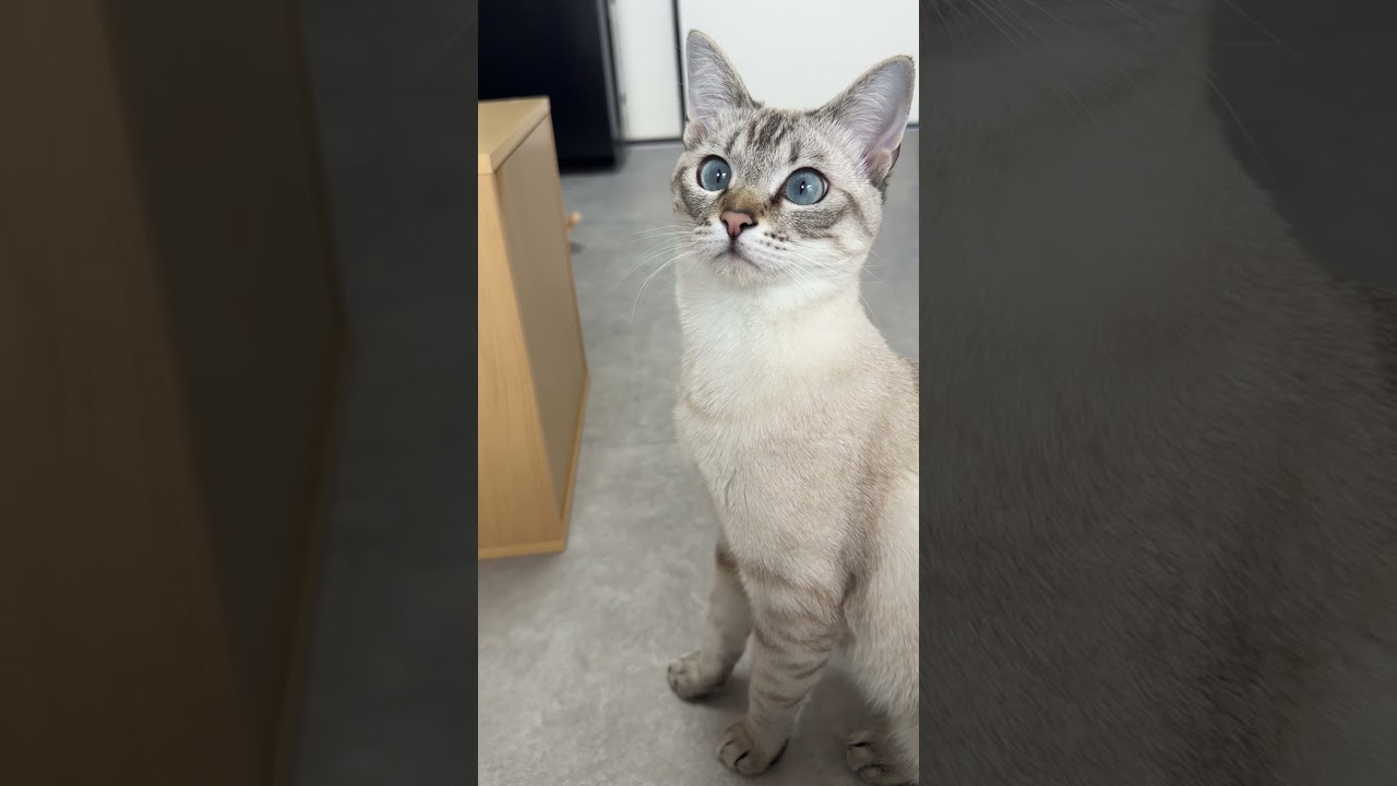 レイ「え、なになに？」 #シャムトラ #元保護猫 #シャムミックス #cat #猫耳 #kitten #猫耳 #siamesemix - WACOCA PETS