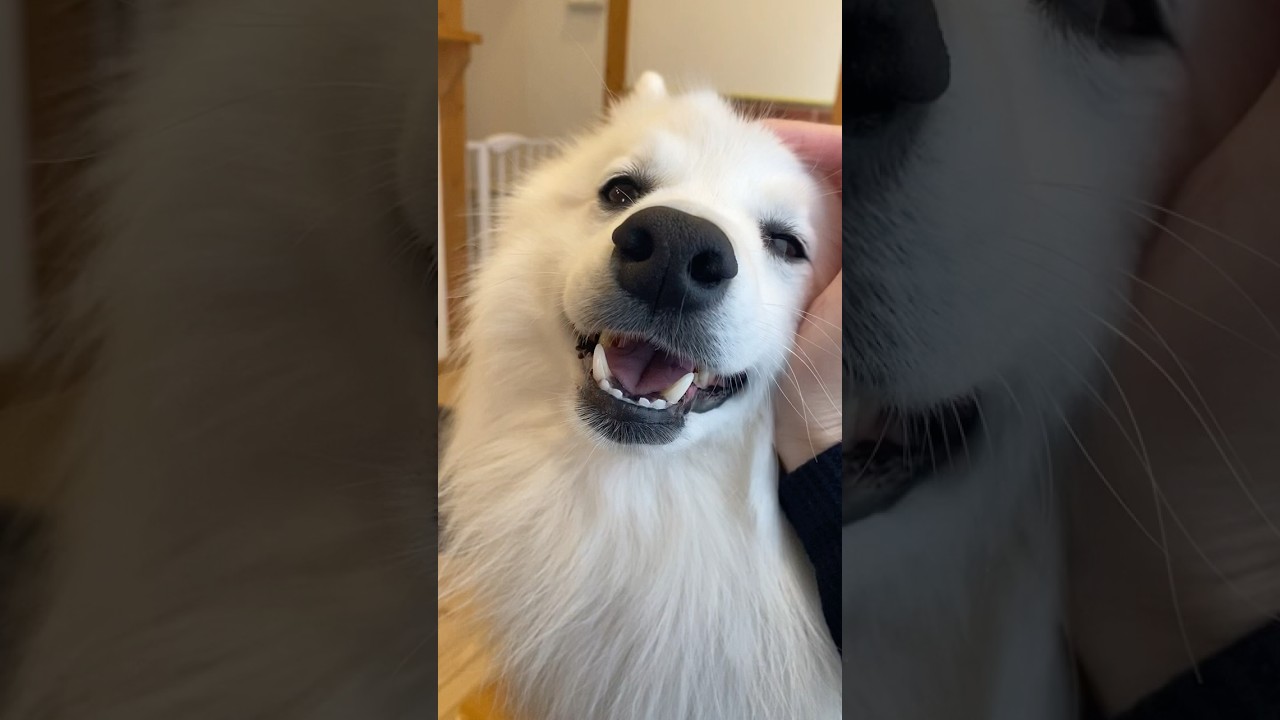 【癒し】ママのゴットハンドに吸い付いて傾いてくる日本スピッツ #shorts #スピッツ #中型犬 - WACOCA PETS