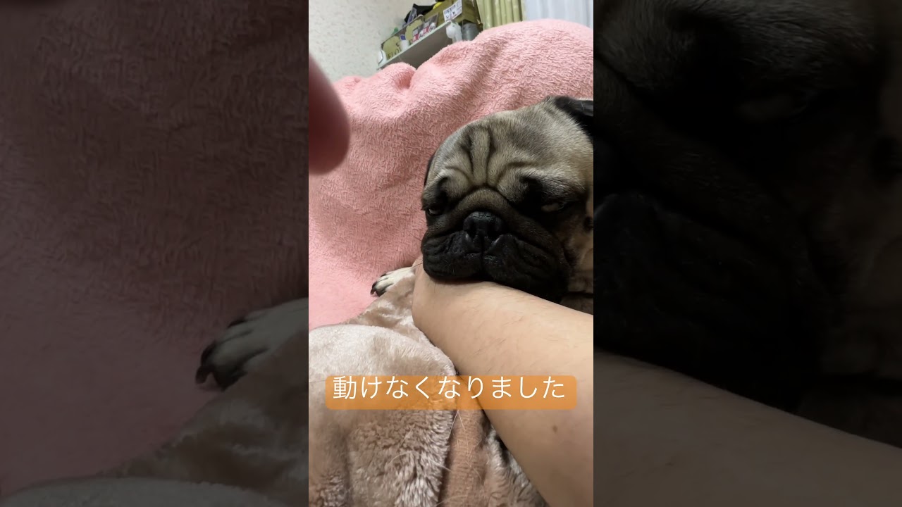 腕痺れるけどまあこれならヨシ #犬のいる生活 #パグ #癒し - WACOCA PETS