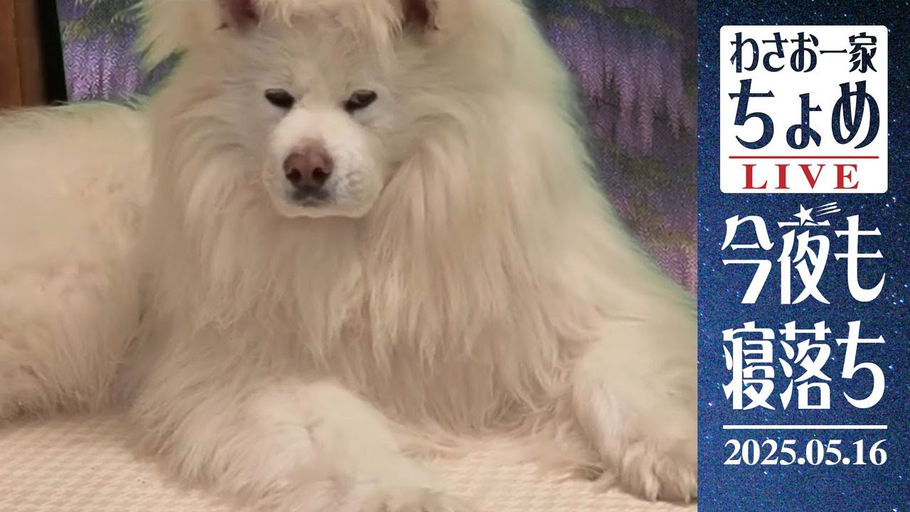 ナイスぴくぴく！ 05/16 わさお一家 ちょめ 長毛秋田犬 おやすみ配信 #wasao_official - WACOCA PETS