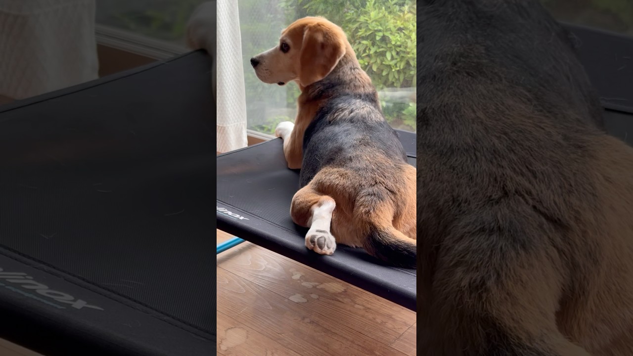 ワンダフルなビーグルさん#ビーグル#beagle#番犬 - WACOCA PETS