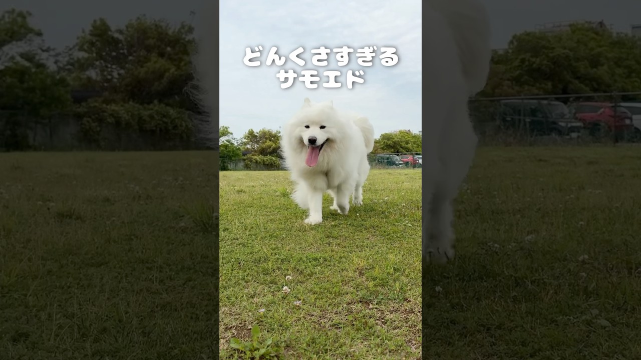 運動が苦手なサモエドがドッグランで遊ぶとこうなる #samoyed #サモエド - WACOCA PETS
