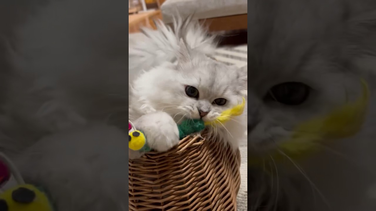 相変わらずかごがお気に入り#かご入り息子 #ペルシャ#チンチラ#猫#ねこ #猫のいる暮らし #癒し #いやし#cat #ふわふわ - WACOCA PETS