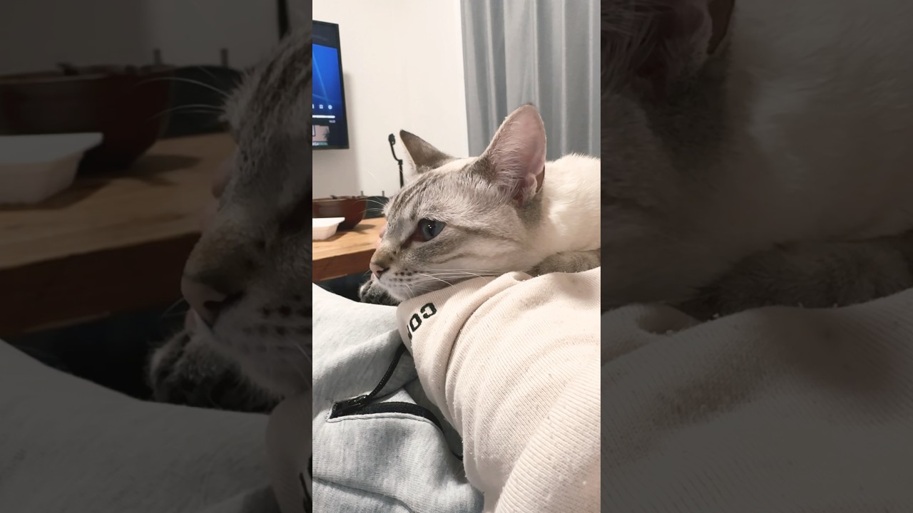 アゴ乗せ猫が可愛い！ #シャムトラ #元保護猫 #シャムミックス #cat #猫耳 #siamesemix - WACOCA PETS