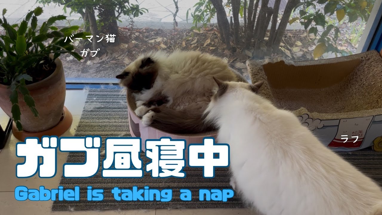 バーマン猫ガブとラフ【ガブ昼寝中】Gabriel is taking a nap（バーマン猫）Birman/Cat - WACOCA PETS