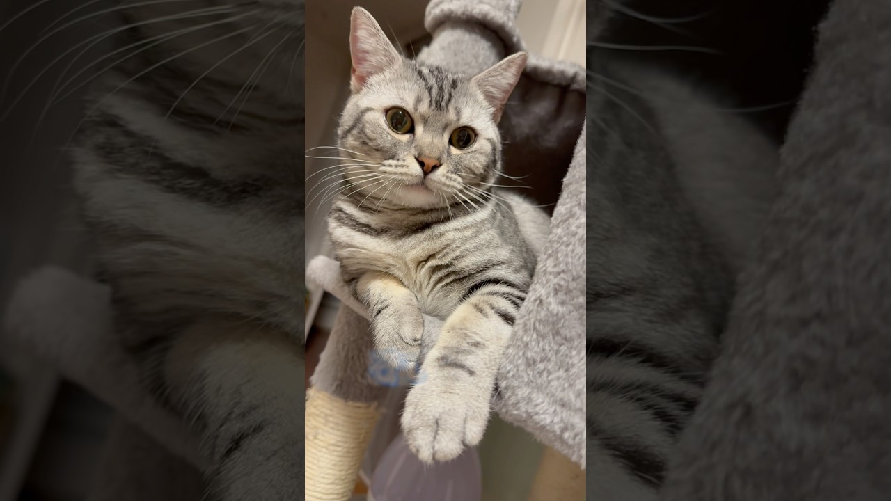 リラックスタイム😎 #アメリカンショートヘア #アメショ #cat #あずき #猫のいる暮らし #可愛い #子猫 #リラックス - WACOCA PETS