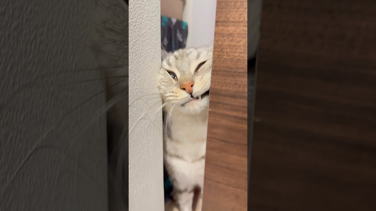 愛猫たちが可愛すぎて大興奮するパパ!! #shorts #猫 #cat - WACOCA PETS