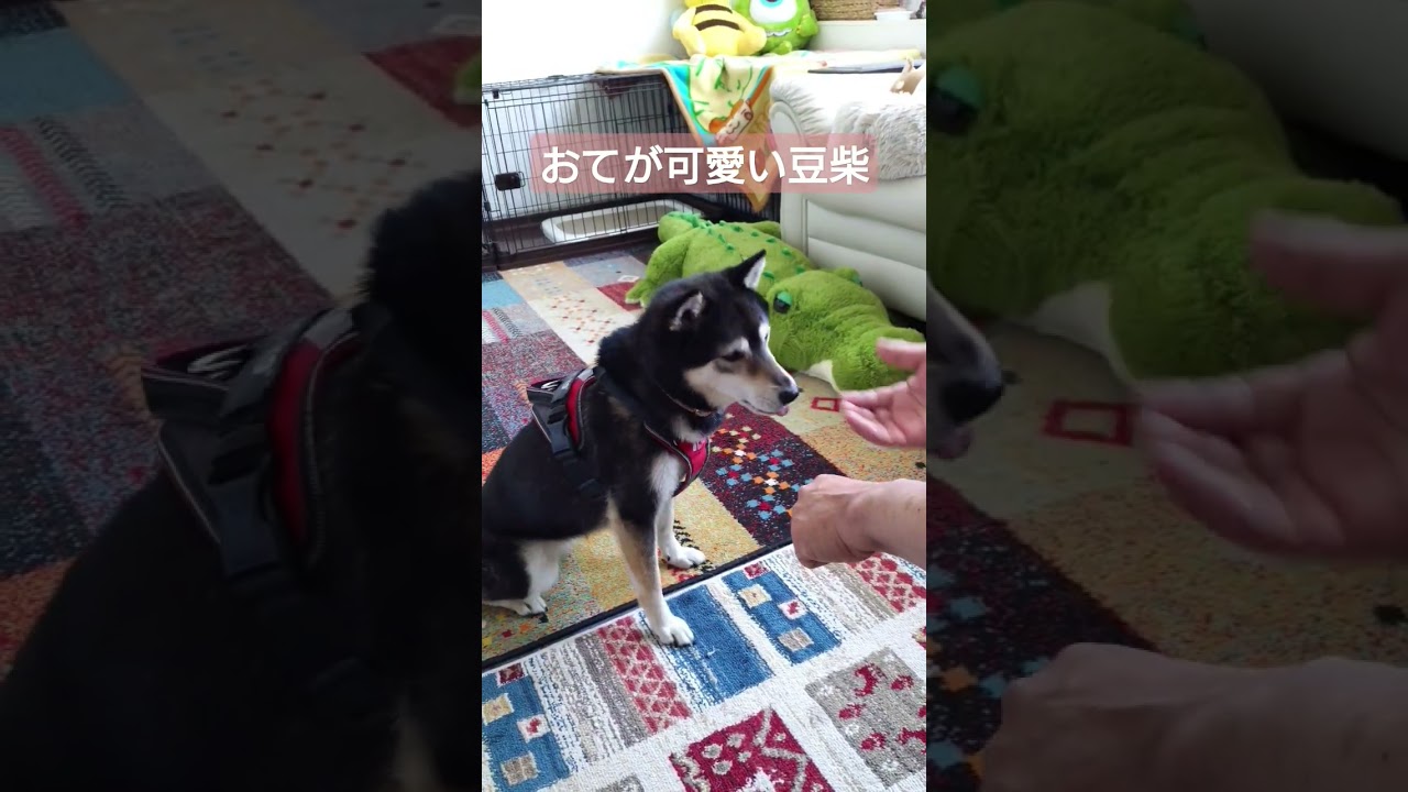 何度もお手する豆柴が可愛い#shorts #柴犬 #豆柴#ペット癒し#shibainu - WACOCA PETS