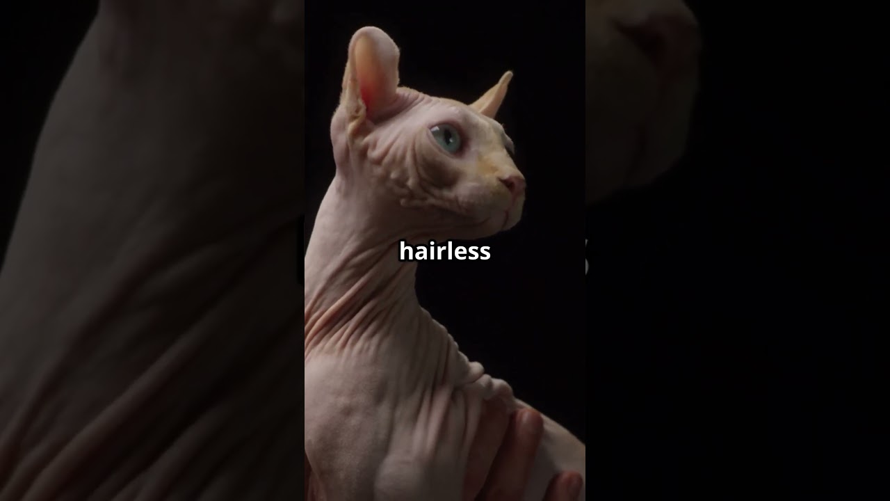 Discover the World of Cats! - WACOCA PETS