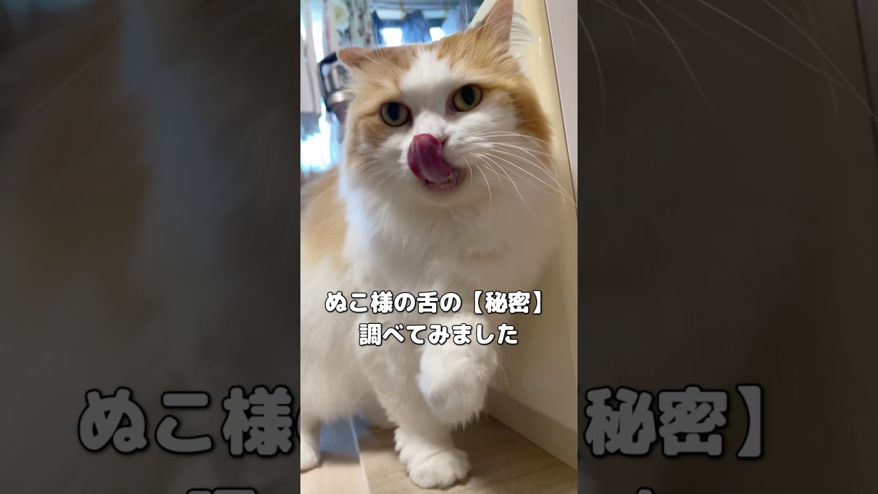 ぬこ様の舌の秘密を調べてみました🐾#サイベリアン #cat #ペット - WACOCA PETS
