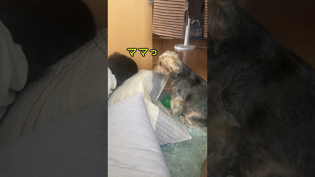 とっても大事な用なんです。。。 #ヨーキー #yorkshire_terrir #犬 #dog - WACOCA PETS