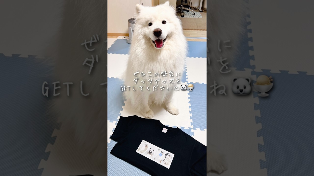 ママによるダッツグッズ紹介！受注販売まもなく終了します！ #samoyed #サモエド #ダッツ - WACOCA PETS