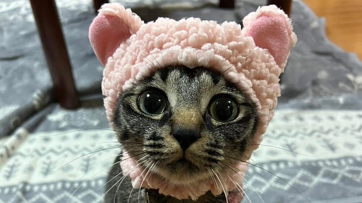 耳道内腫瘤（しゅりゅう）。2歳の保護猫リリタス。助けてください。（中川 伸 2025/07/08 公開） - クラウドファンディング READYFOR - WACOCA PETS